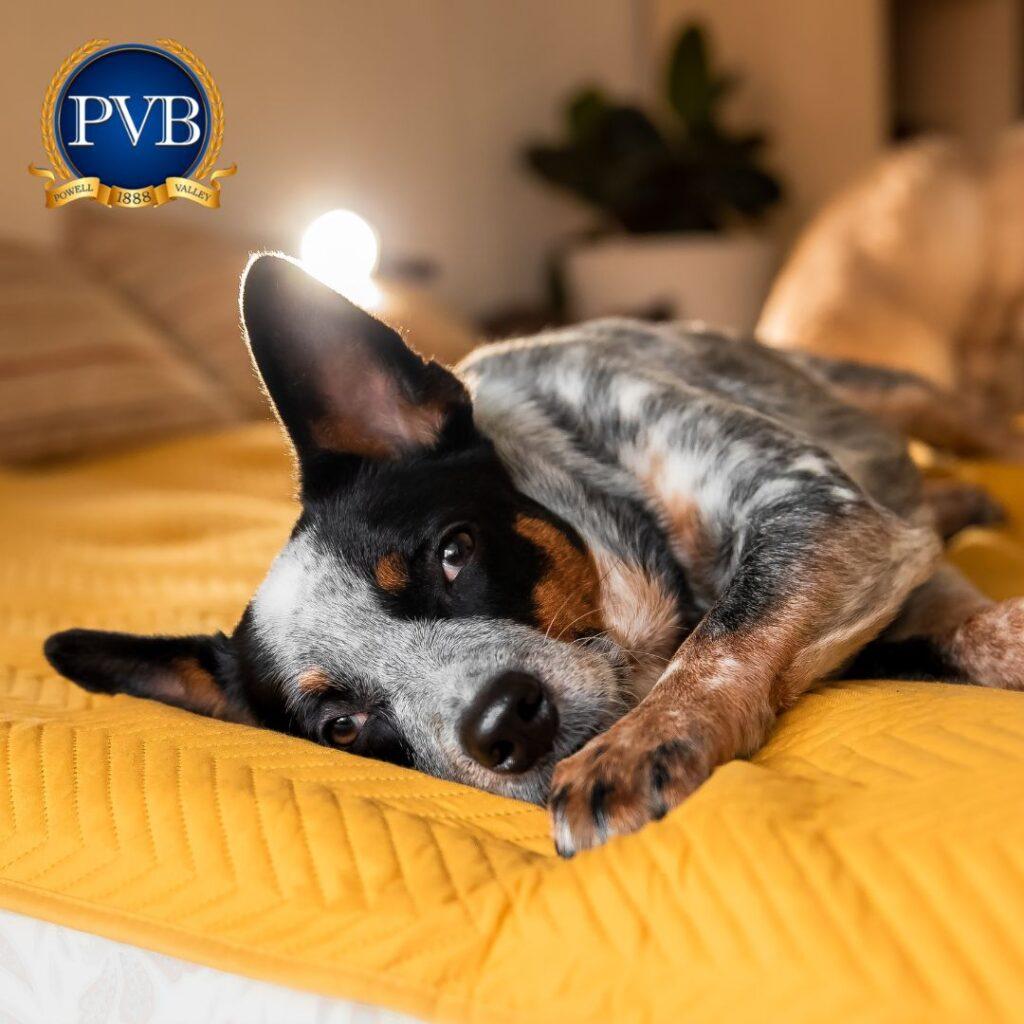 Letters From Leton: Chewy! - Powell Valley National Bank